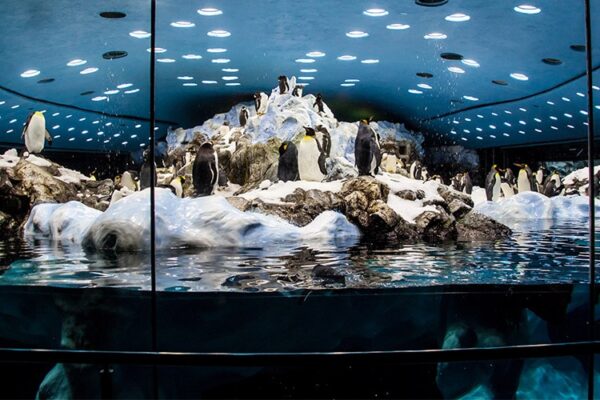 Animal Architecture - Built | The Bluebeam Blog