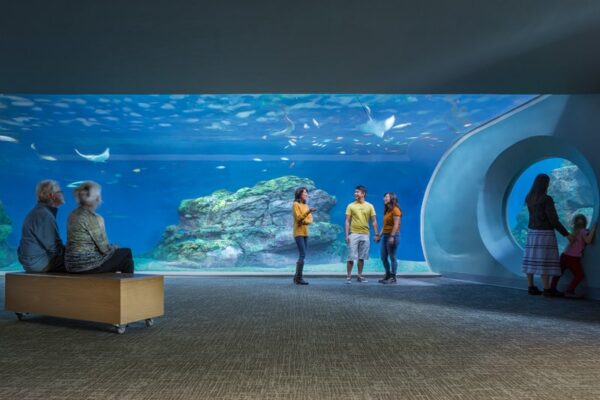 Dive Deep into the World of Aquarium Construction | Built