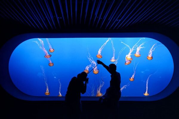 Dive Deep into the World of Aquarium Construction | Built